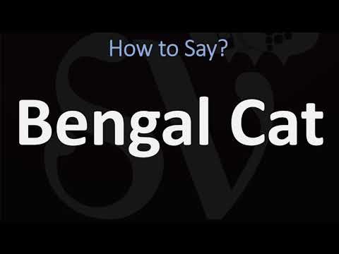 How to Pronounce Bengal Cat? (CORRECTLY)