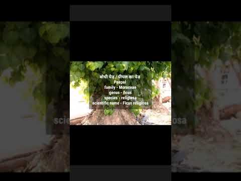 Bodhi /peepal tree - seed and flowers with scientific name