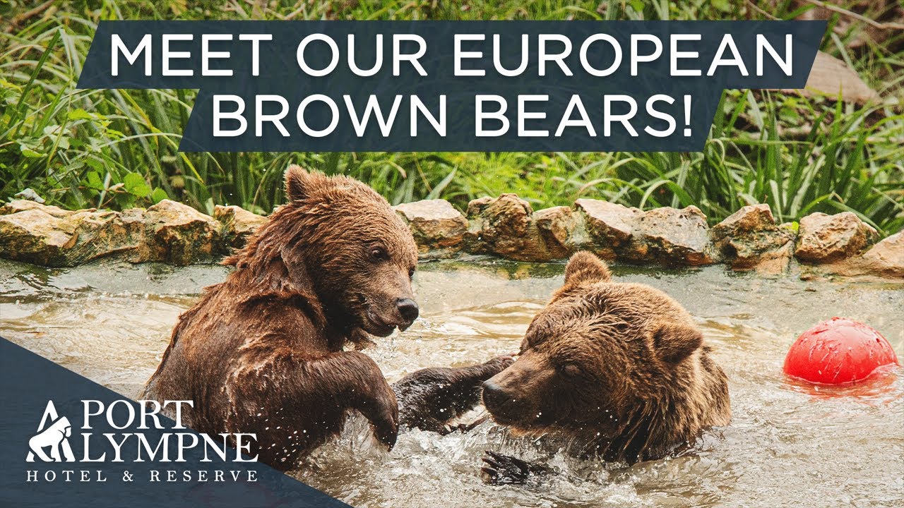Everything You Need To Know About Our European Brown Bears