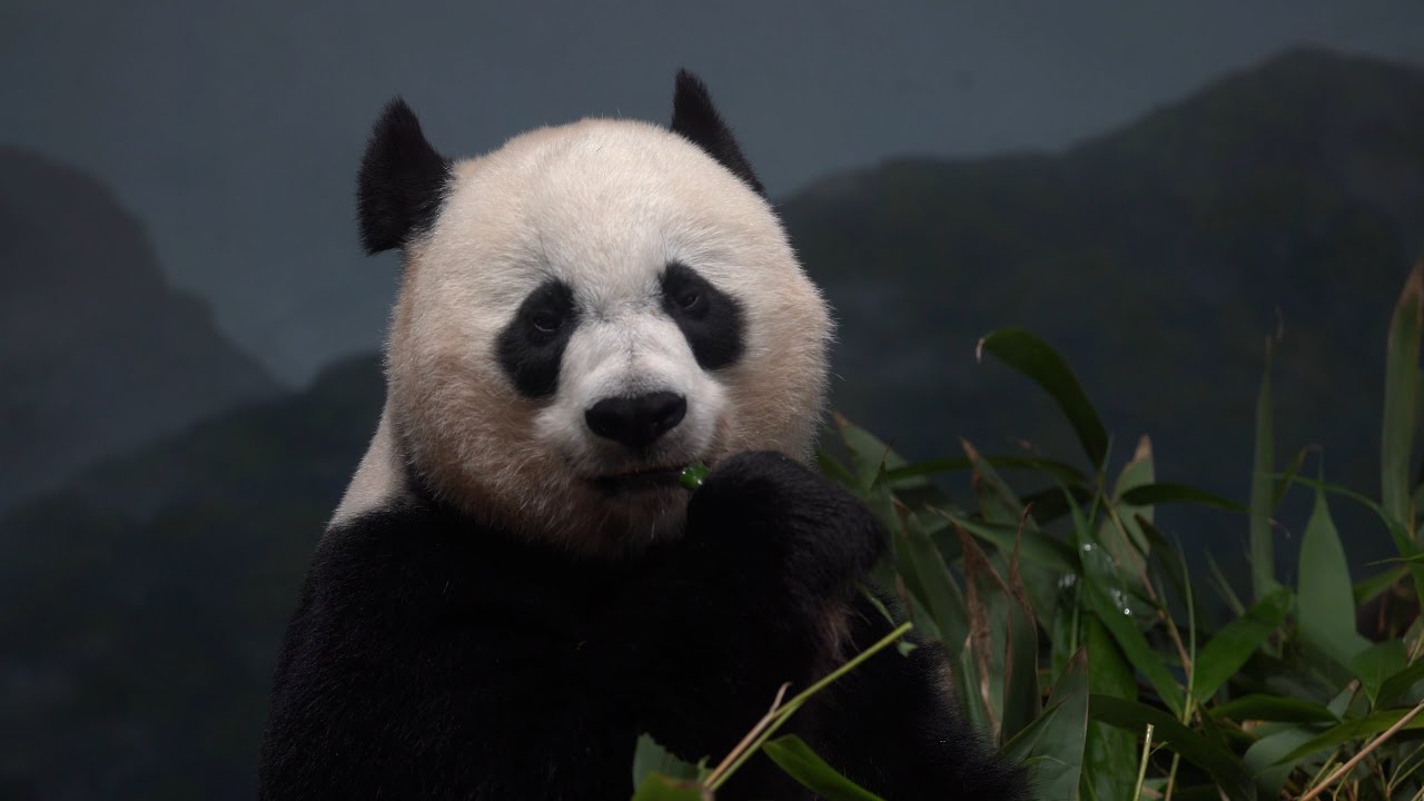 Keeper Connections: Mei Xiang