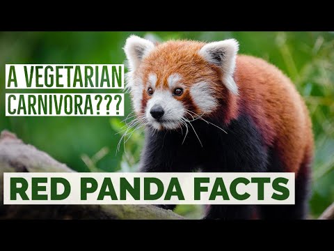 Top 10 Interesting Facts about Red Panda : Red Panda Facts for Kids
