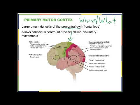 CNS part 1