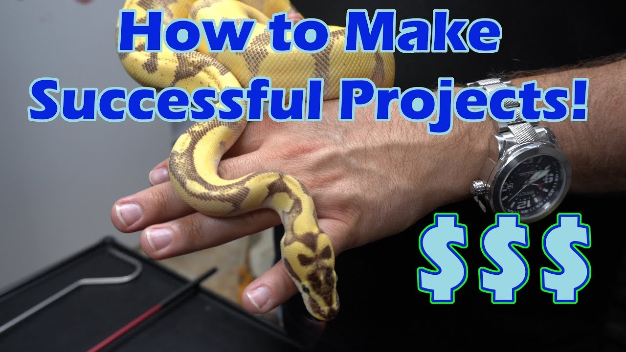 How to Plan a Successful Ball Python Breeding Project