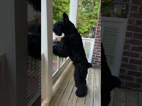 The name? Ghost. The game? Being protective, loyal, and loving. #aprettylashdog #giantschnauzer