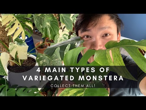 Types of Variegated Monstera - Thai Constellation, Albo, Aurea, & Mint | Ep 2