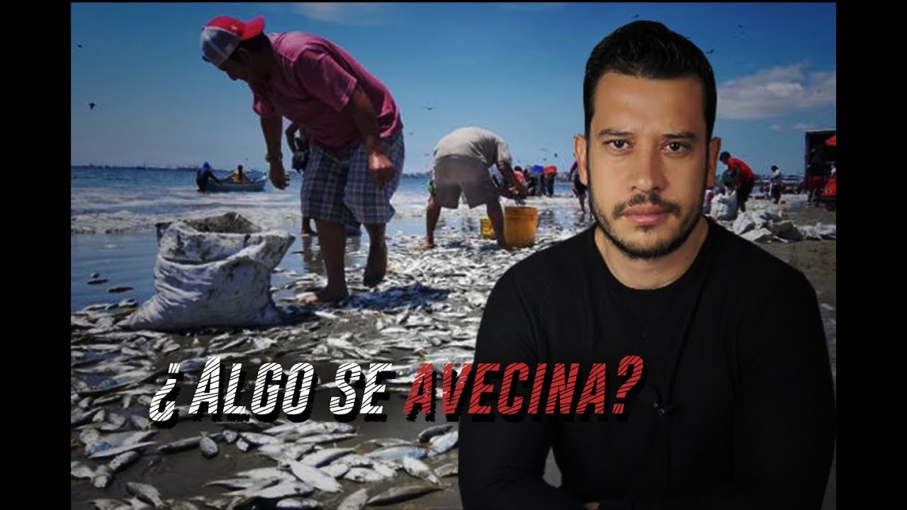 ESTA ES LA RAZÓN POR LA QUE APARECIERON MILES DE PECES EN ECUADOR