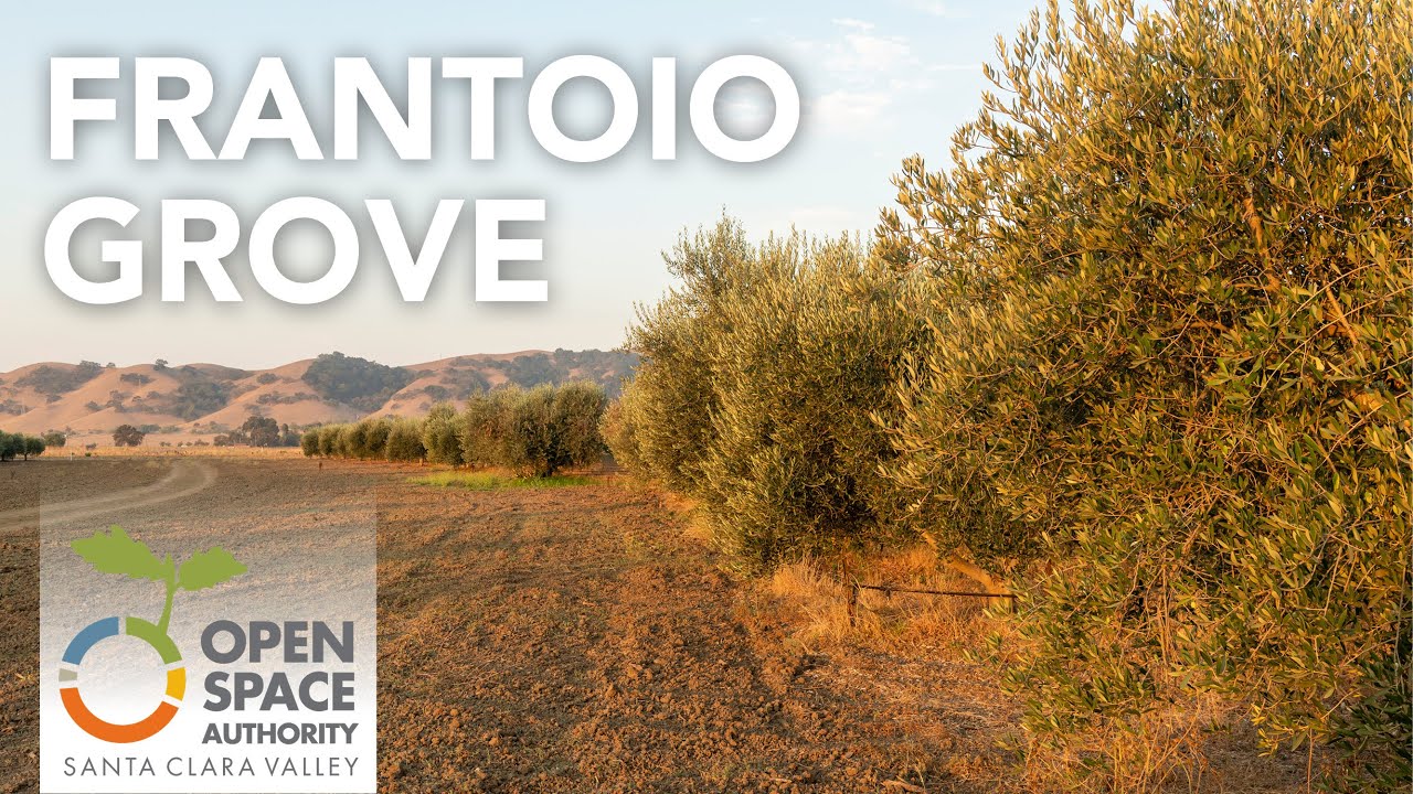 Frantoio Grove Agricultural Conservation Easement