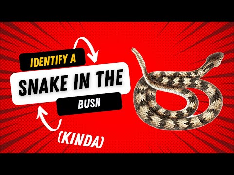 How To Identify a Snake in the Australian Bush