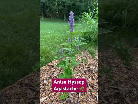 Anise Hyssop Agastache #herbs #anisehyssop #rainmakers