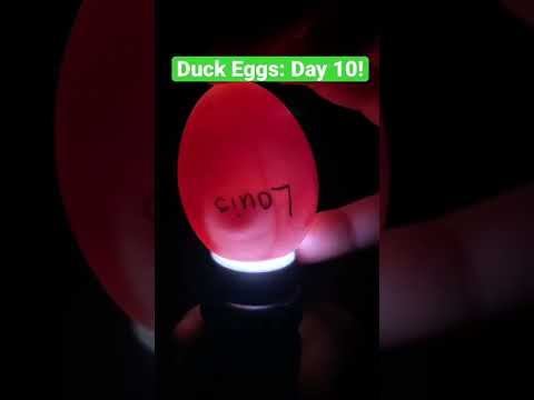 Candling Duck Eggs: Day 10 #shorts #babyducks #eggcandling