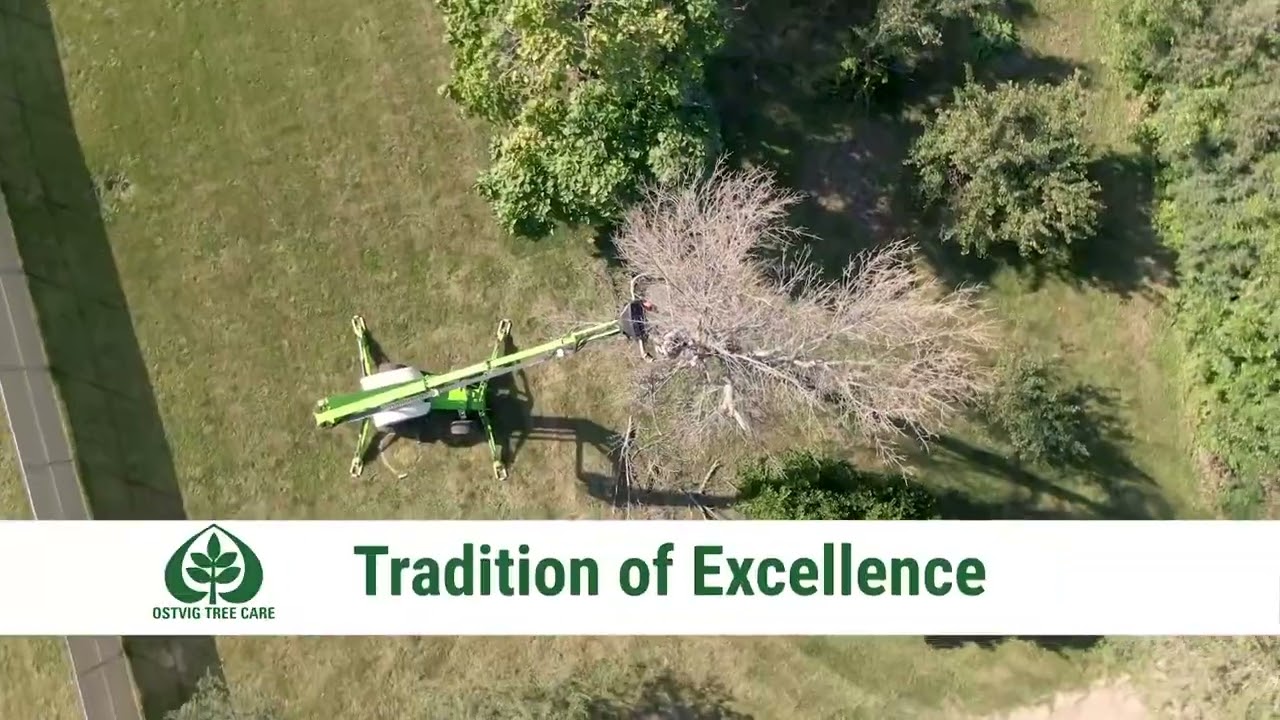 🌳 Refresh Your Landscape with Expert Tree Care!