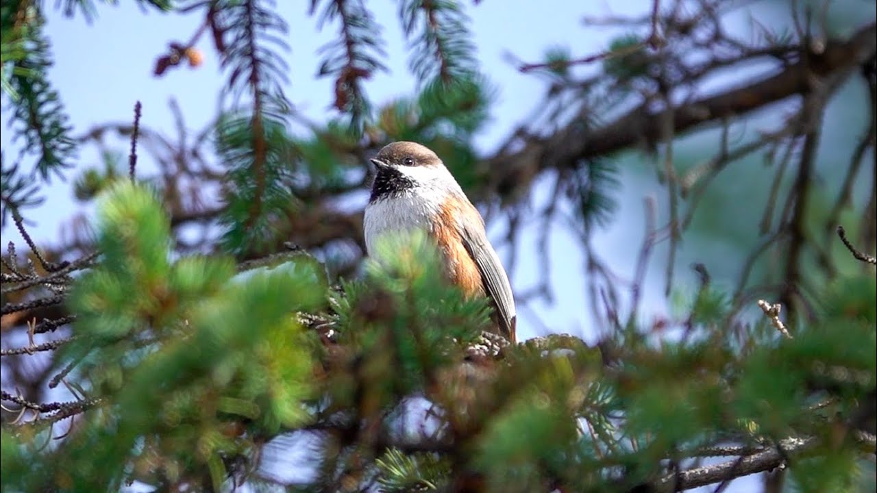 Boreal Chickadee: Call (17 October 2025)