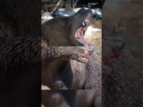 Top 5 Apex Predators of the Land 🦁🐅🐻🐉🐺 | Nature's Ultimate Hunters