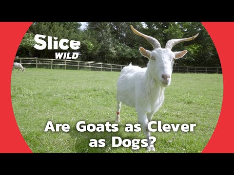 The Surprising Social Intelligence of Goats | SLICE WILD