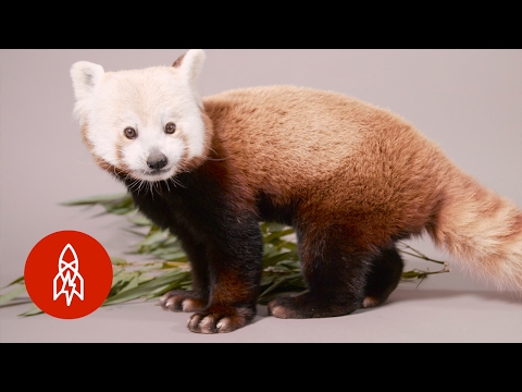 Learn about the disappearing red panda | Ms. Elaine Kneeous