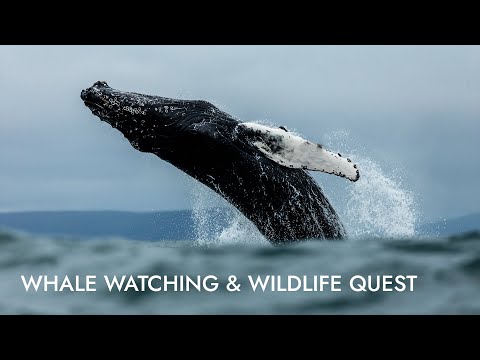 Whale Watching & Wildlife Quest | Shore Excursion | NCL