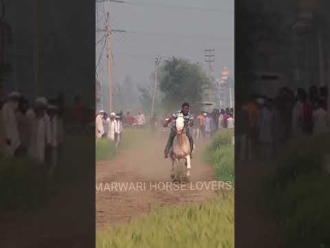 143 million+views 😳#SUBSCRIBE #horseracing #horseriding #marwarihorse #trending #explorepage