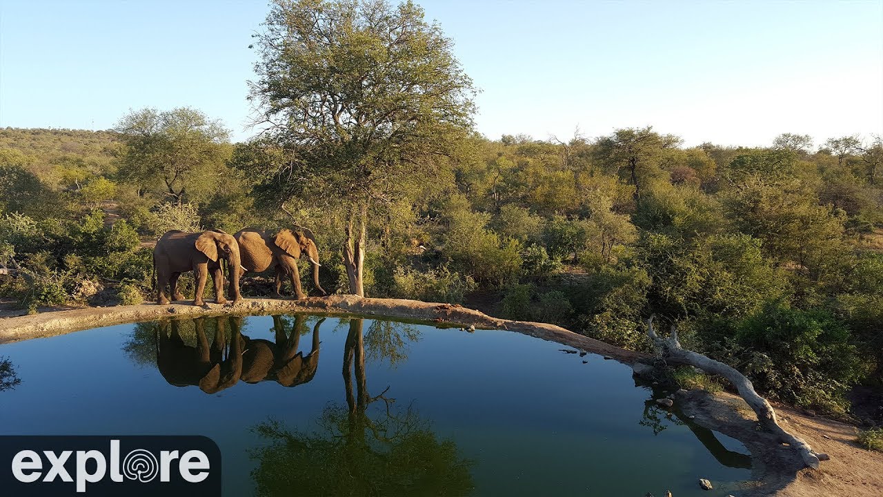 Africam Rosie's Pan powered by EXPLORE.org