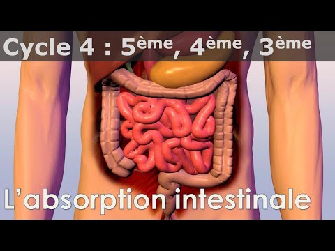 SVT - Cycle 4 - COURS - L'absorption intestinale