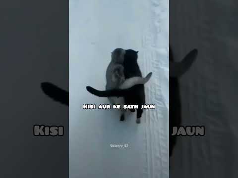 apko Kia ? 🤨 #cat #meme #funny #fypシ゚viral #explore #quotes @stvryy_87