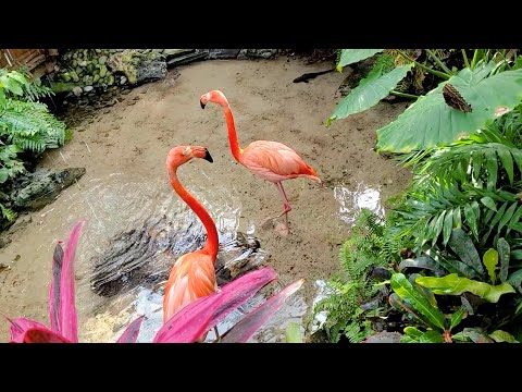 The Key West Butterfly & Nature Conservatory-Meet Rhett & Scarlett -Flamingos Facts-20 species Birds