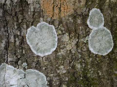 Lichen Ext Check