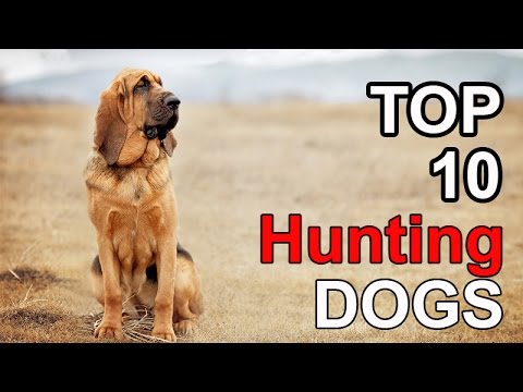 The 10 Most Popular Hunting Dog Breeds - BuzzSharer.com