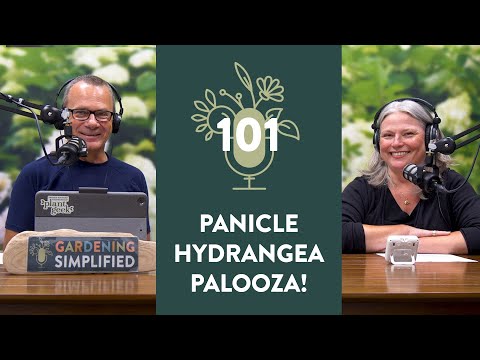 In Praise of Panicle Hydrangeas | South vs North Gardening with Dr. Allan Armitage | 101