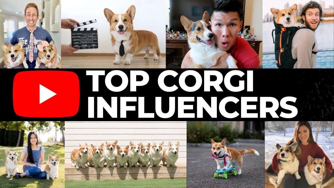 TOP 10 YouTube CORGI INFLUENCERS