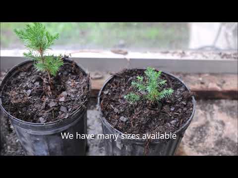 The Hardy Evergreen Tree for Almost Anywhere Eastern Red Cedar Trees