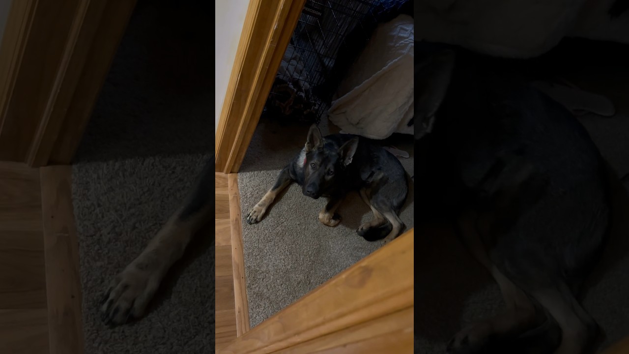 A good morning greeting with a furry butt wiggle #funny #dog #germanshepherd #trending #shorts