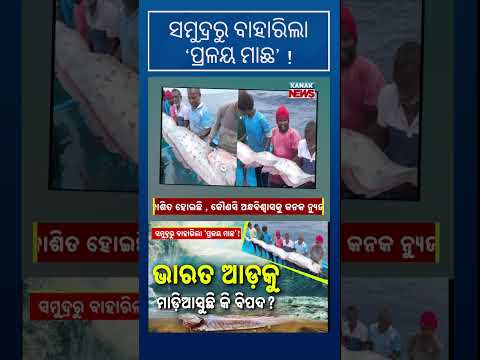Doomsday Fish Spotted In Tamil Nadu | Kanak News Shorts