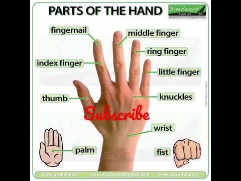 parts of the hand|learn english daily