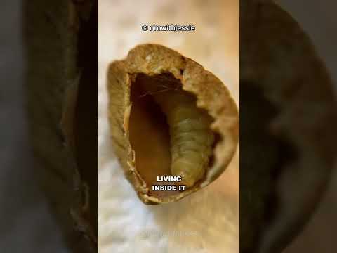 How Do The Mexican Jumping Beans Jump?