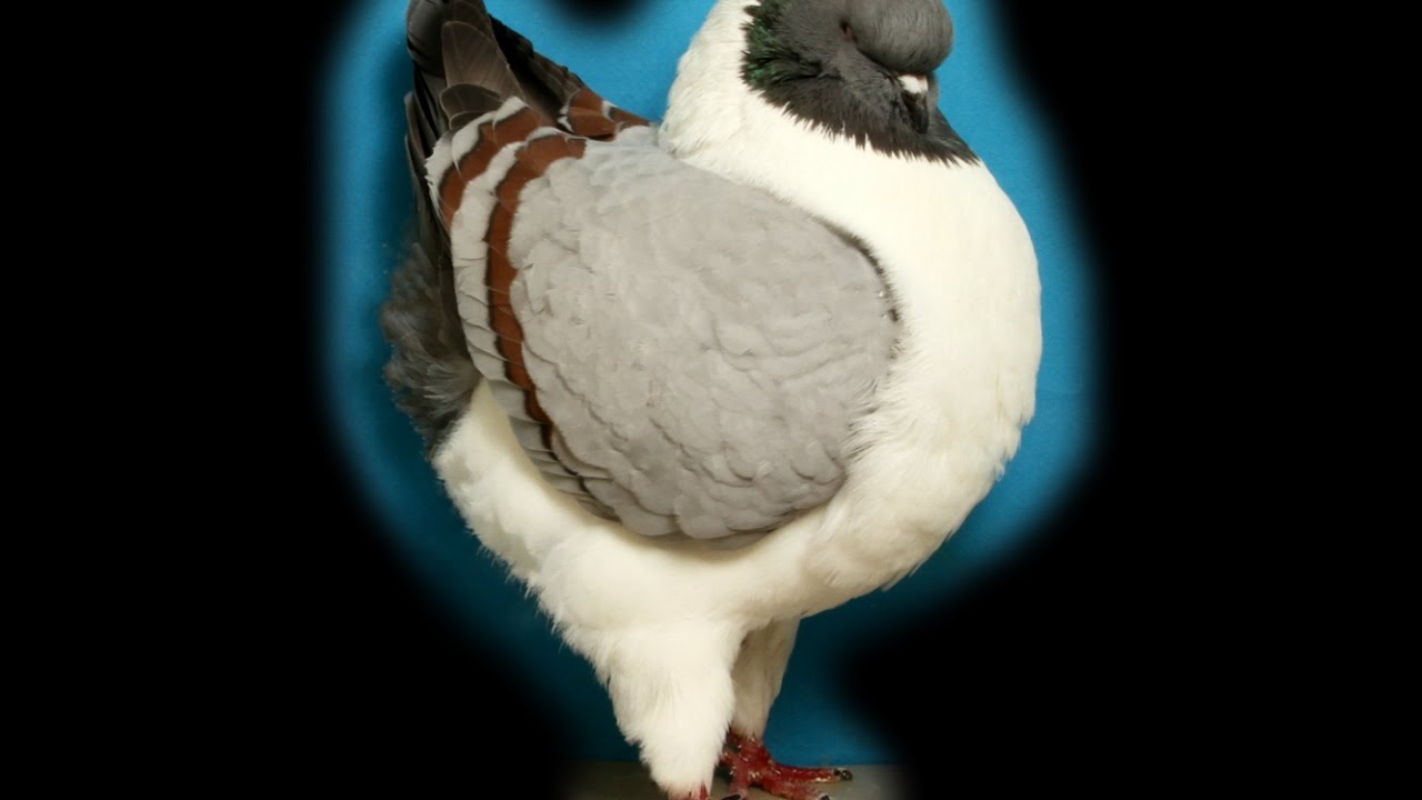 2016 Pageant Champion Birds & More
