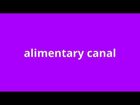 what is the meaning of alimentary canal