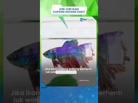 Ketahui Ini Ciri ciri Ikan Cupang Sedang Sakit yang Seringkali Tak Disadari, Apa Saja?