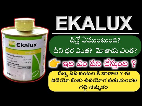 Jai Shree Beej Bhandar - Wholesaler of Syngenta Insecticide & Syngenta ...