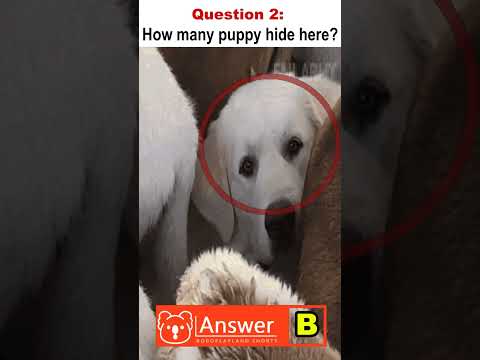 Furry Quiz Time – Level 3 #shorts