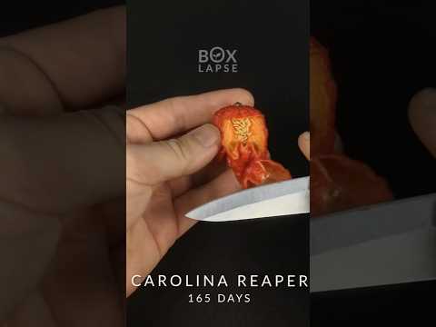 CAROLINA REAPER I Filmed Plants For 15 years I Time-lapse Compilation