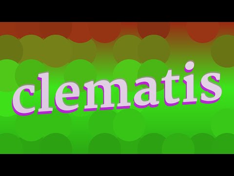 CLEMATIS pronunciation • How to pronounce CLEMATIS