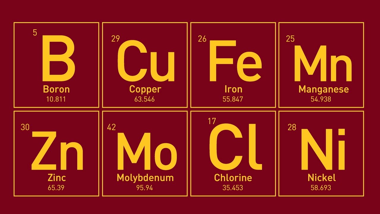 Micronutrients: Small but mighty