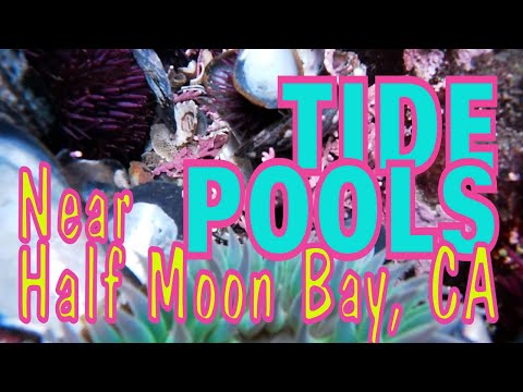 Tide Pool Jack Pot! Starfish, Fish, Crabs, & Much more Near Half Moon Bay CA, Highway 1