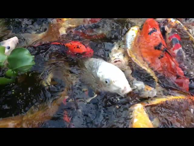 Hydrosphere - Pond Supplies Canada, Koi & Aquatic Plants