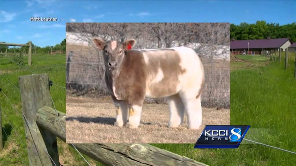 The story behind Iowa's famous fluffy cows
