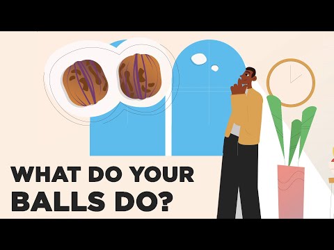 The two essential jobs your testicles do for you