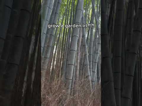 Bamboo grow a garden