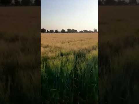 Wheat Seeds - Wholesale Price & Mandi Rate for Wheat Grass Seeds