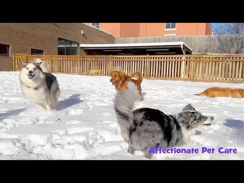 Another Super Fun Day in the Fluffy Snow at Affectionate Pet Care!! πΆβοΈ