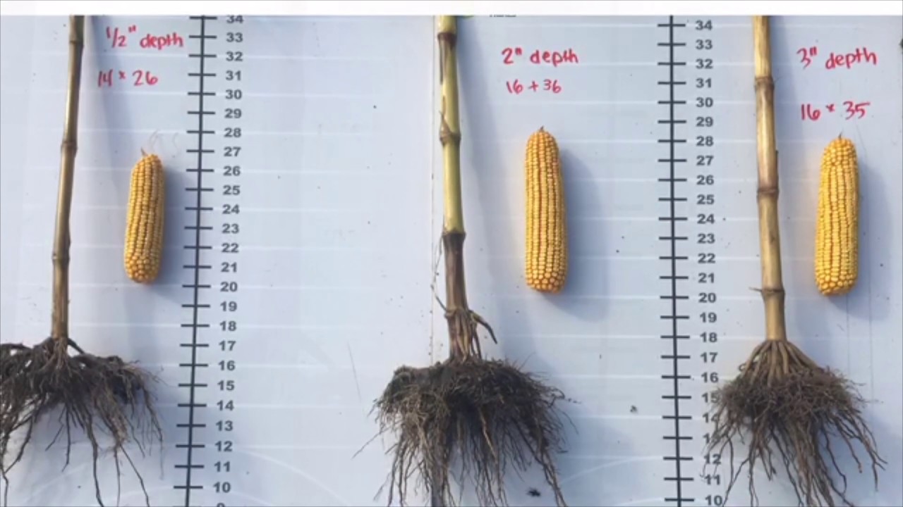 Digital Answer Plot 2019 Corn Planting Depth